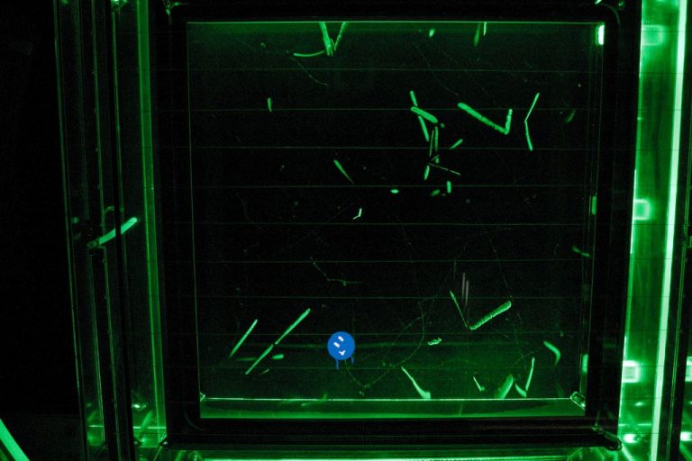 Quanta are watching you: The Observer Effect - Physicus Minimus